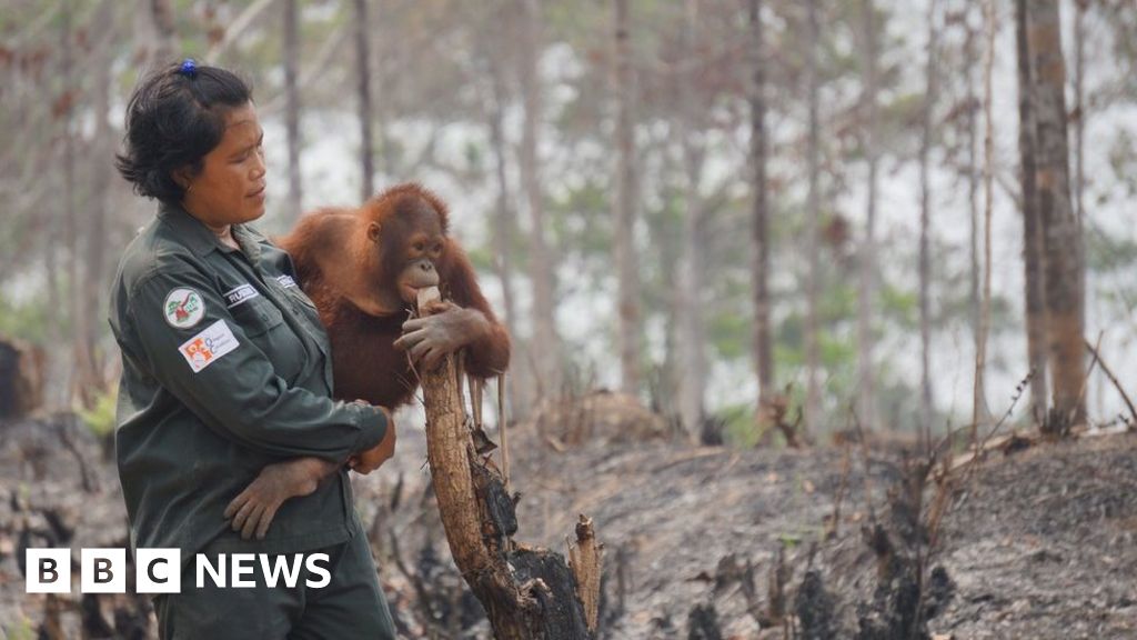 Can Indonesia's forest fires be put out for good? - BBC News