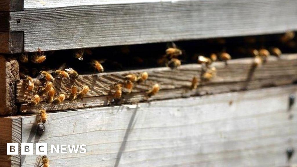 Appeal after beehives destroyed by fire in Alves - BBC News