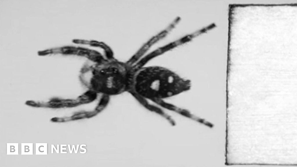 Spider trained to jump on demand - BBC News