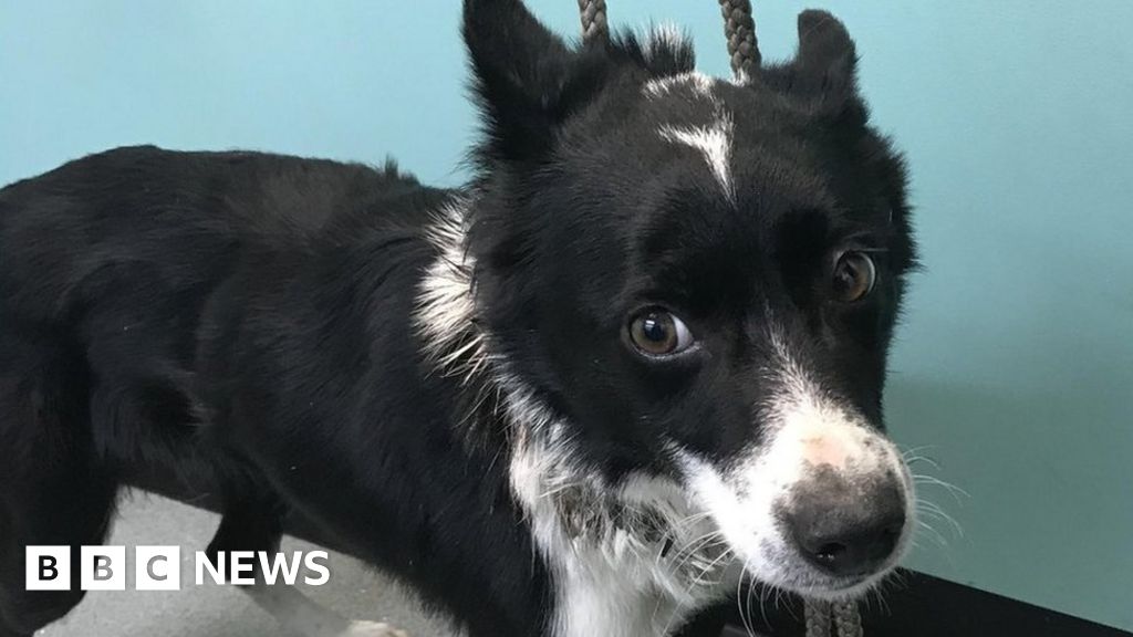 Five dogs found abandoned in rural road in Leicestershire - BBC News