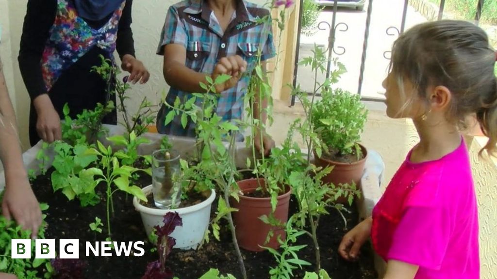 Syrian refugees take up micro gardening in Lebanon - BBC News