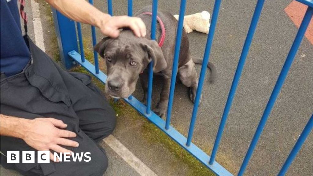 Dog rescued after head gets stuck in railings - BBC News
