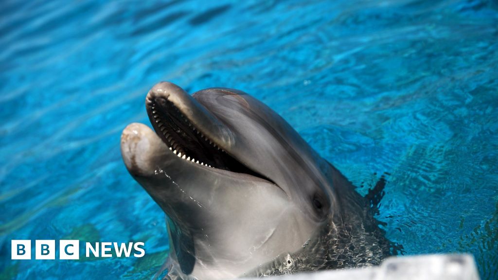 Hamas 'seizes Israeli spy dolphin' off Gaza - BBC News