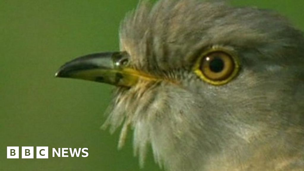 Cuckoo migration 'now more perilous' - BBC News