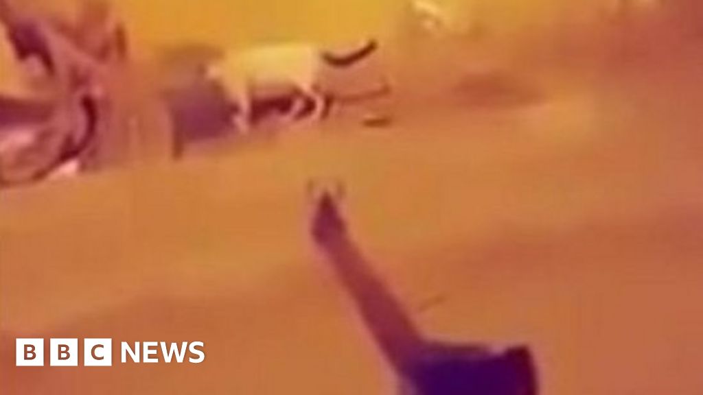 Saudi authorities hunt for serial cat killer