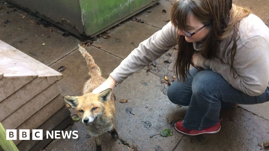 Wildlife worry over animal hospital closure in Lincolnshire - BBC News
