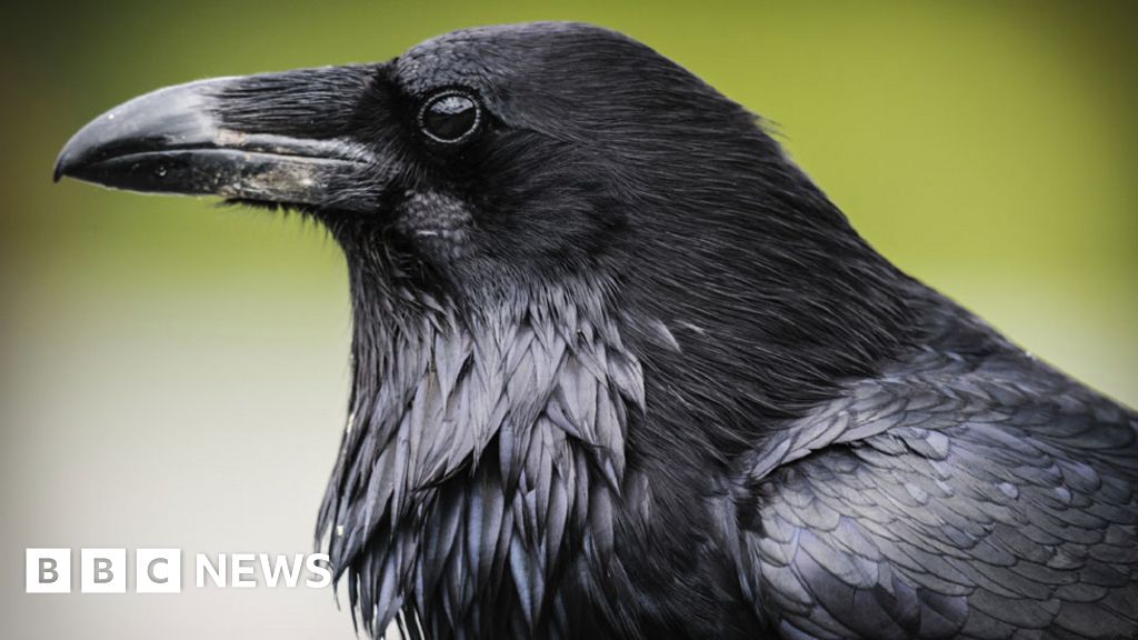 Caithness and Sutherland farmers call for control of ravens - BBC News