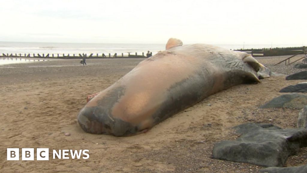 Dead whale 'being moved from Withernsea beach this week'