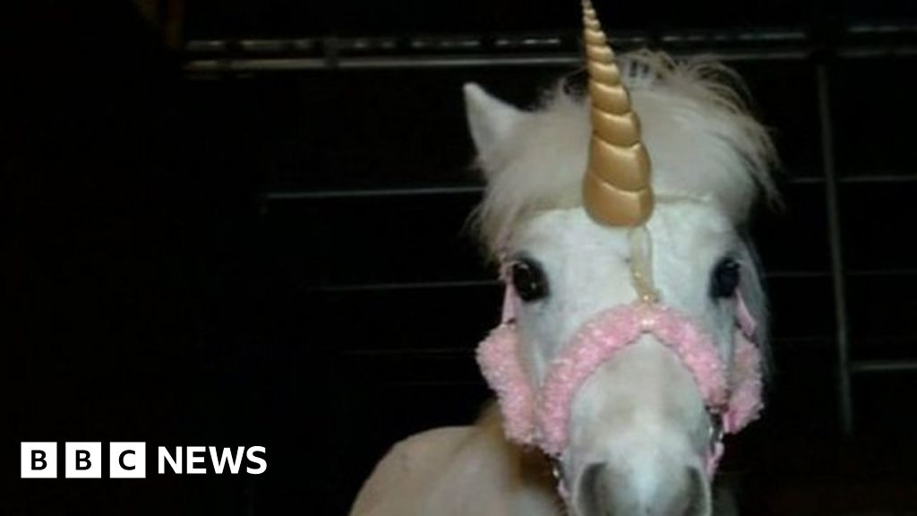 Escaped 'unicorn' rescued in California - BBC News