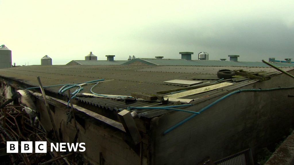 Kilkeel pig farm fire: 'I can't put it into words - I'm devastated ...