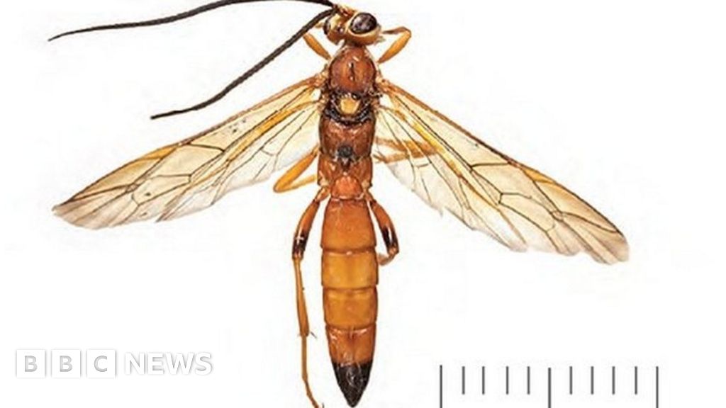 New species of wasp discovered at Kent nature reserve - BBC News