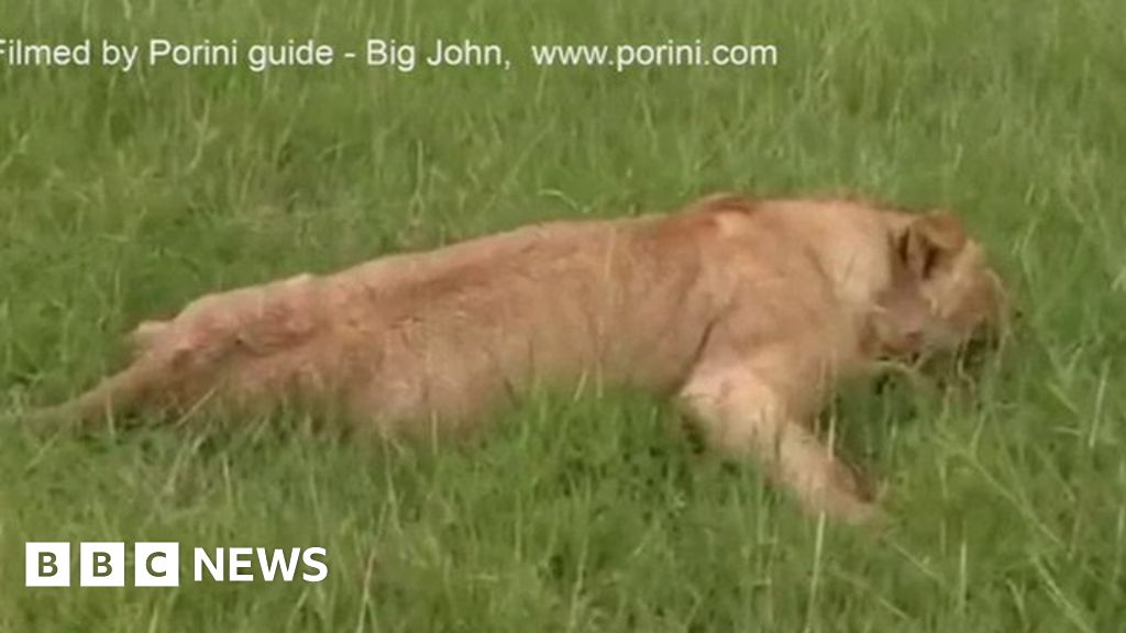 Footage appears to show poisoned lion in Maasai case - BBC News