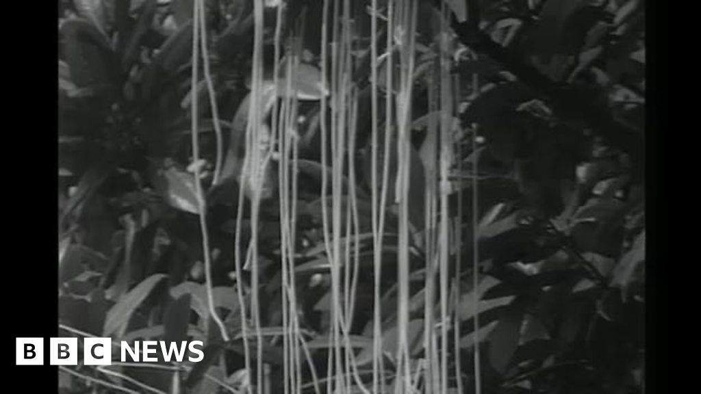 Panorama: The Spaghetti Incident? - BBC News
