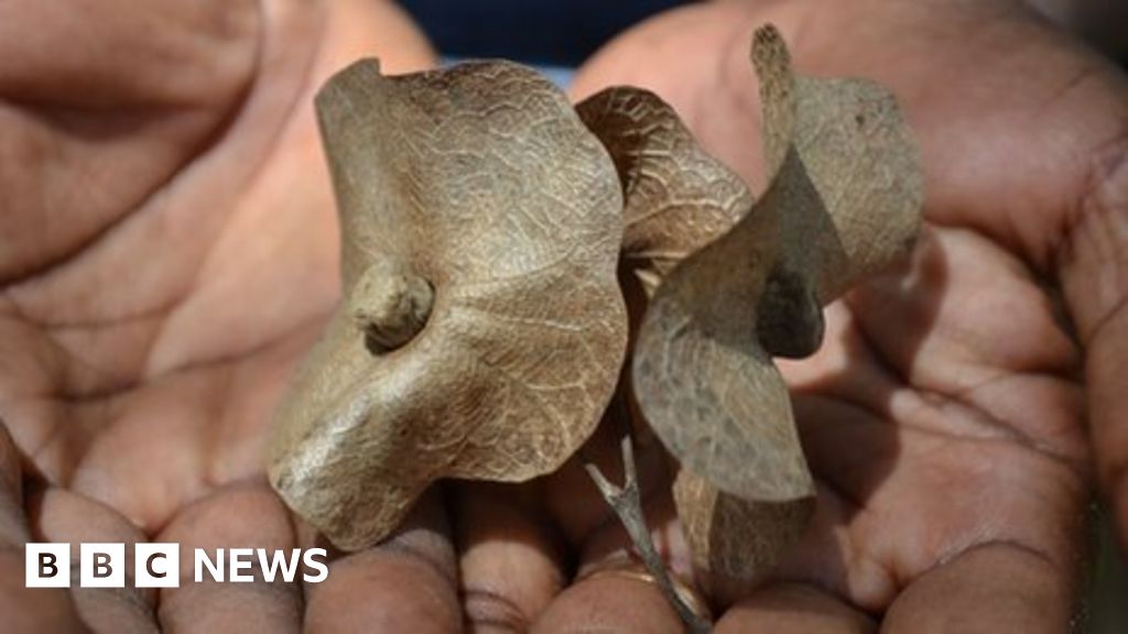 World is home to '60,000 tree species' - BBC News