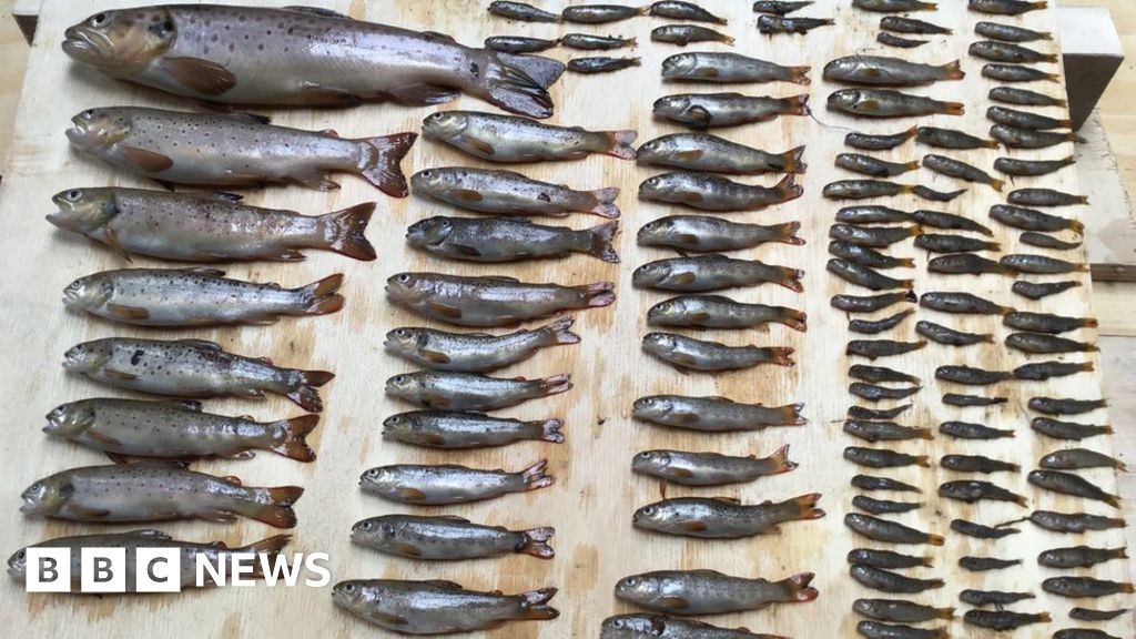 Warning after 110 fish found dead in Isle of Man river - BBC News