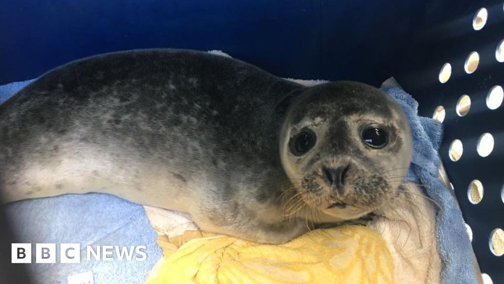 Cumbria native animal degree course 'is UK's first'