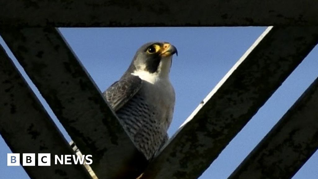 Peregrine falcons halt Reading gas holder demolition