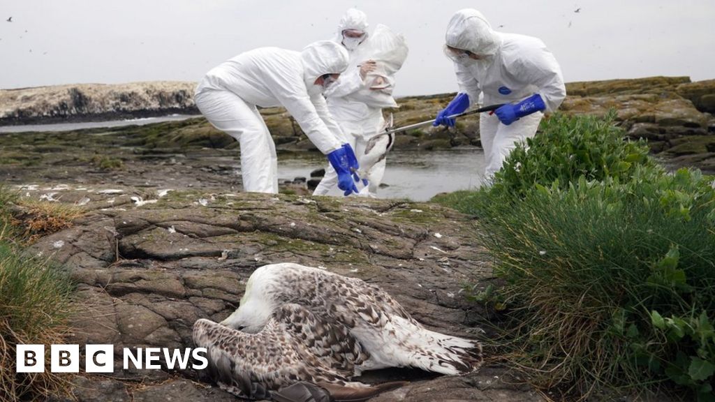 Farne Islands: Plea for action after 3,500 seabirds die of bird flu - BBC News