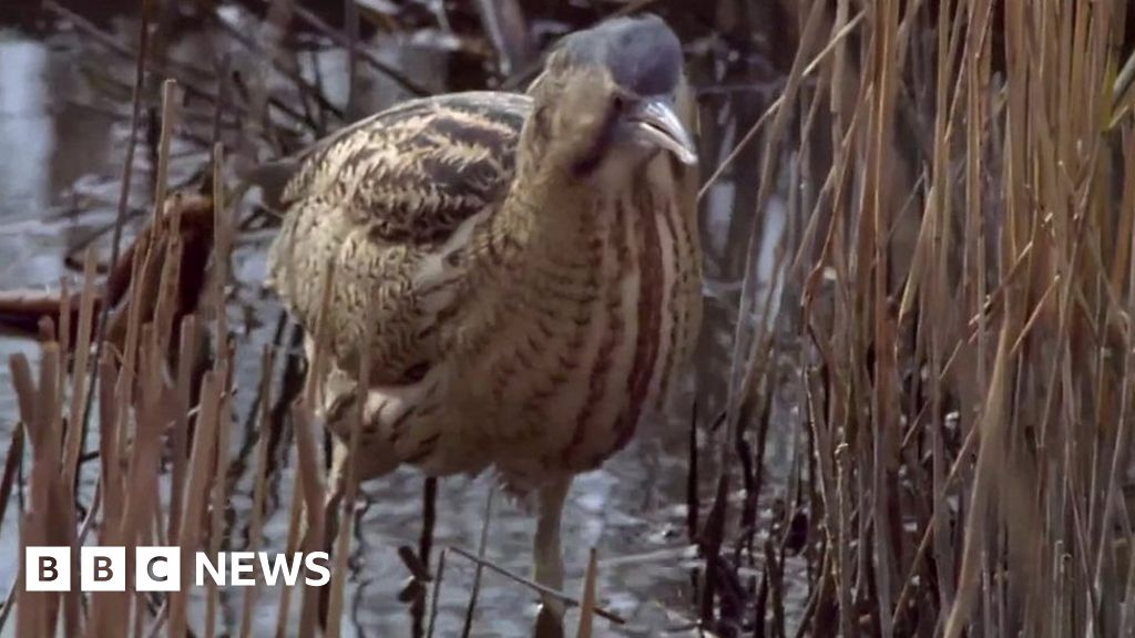 Revival of rare booming bitterns in Lancashire