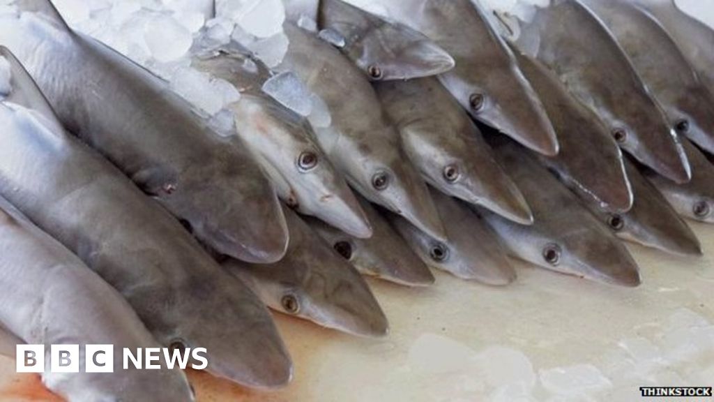 Humans are 'unique super-predator' - BBC News