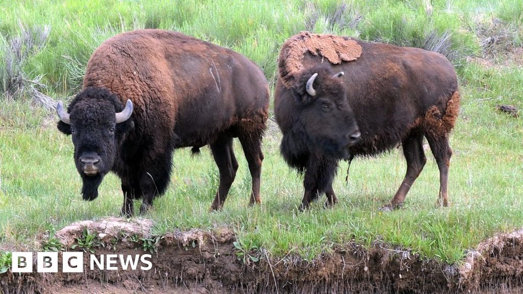 Hunters wanted for Grand Canyon bison cull - BBC News