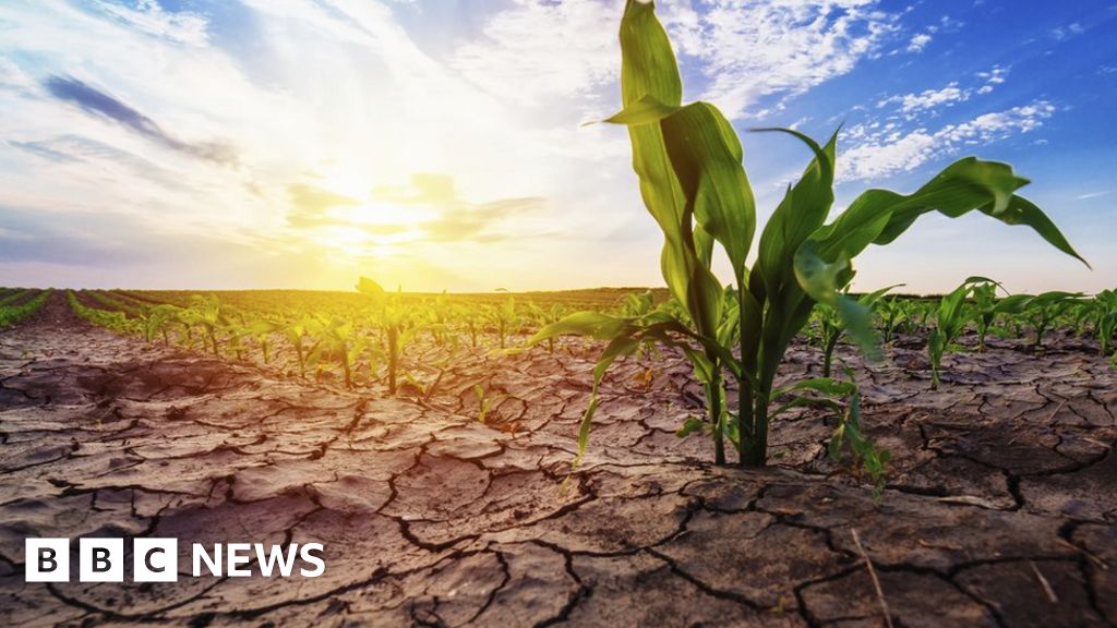 Regular heatwaves 'will kill thousands' - BBC News