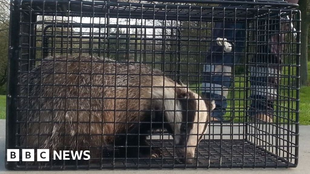 Half-blind badger rescued from Harlow skate park - BBC News