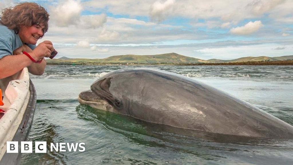 Fungie: The missing dolphin who became an Irish star - BBC News