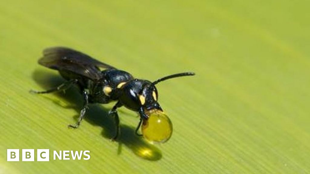 Action needed to 'future-proof' pollinators - BBC News