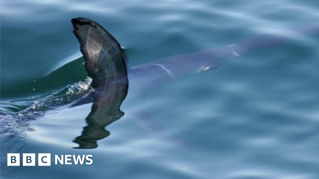 Swordfish spotted in Manx waters for first time