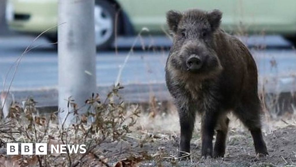 Fukushima: Wild boars take over Japan's evacuated towns - BBC News