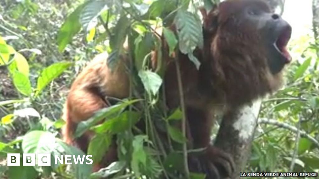 Big monkey voice 'means less sperm' - BBC News