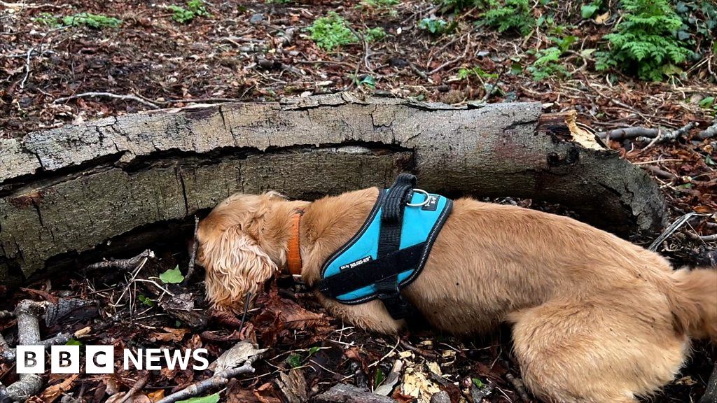 Watch how Northamptonshire Police 'digi-dog' helps solve crimes - BBC News