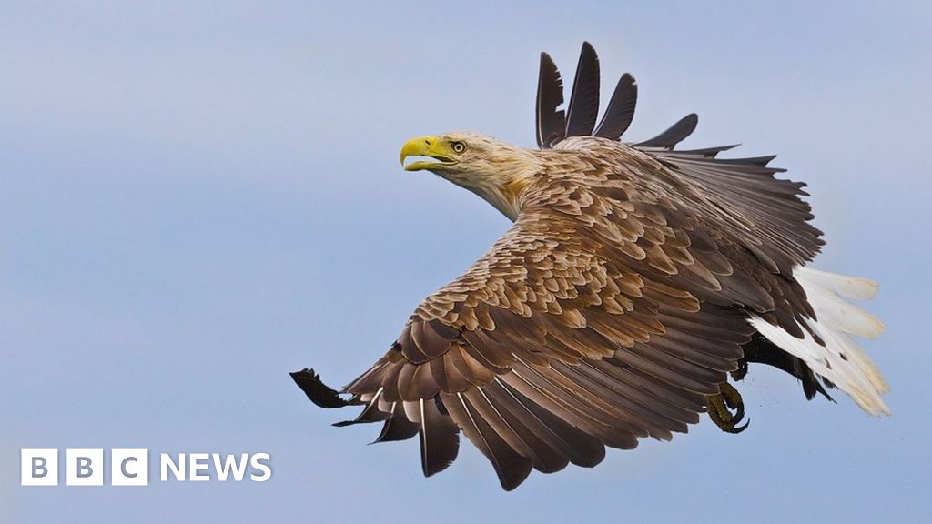 Isles MP calls for cull of sea eagles to protect lambs - BBC News