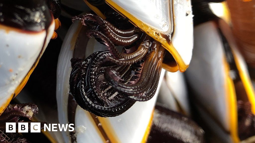 'Alien' barnacles washed up on Isles of Scilly