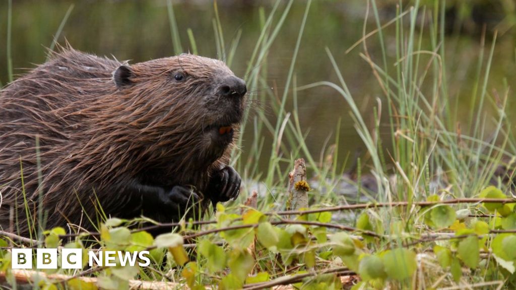 Opinions sought over beaver reintroduction in Wales - BBC News