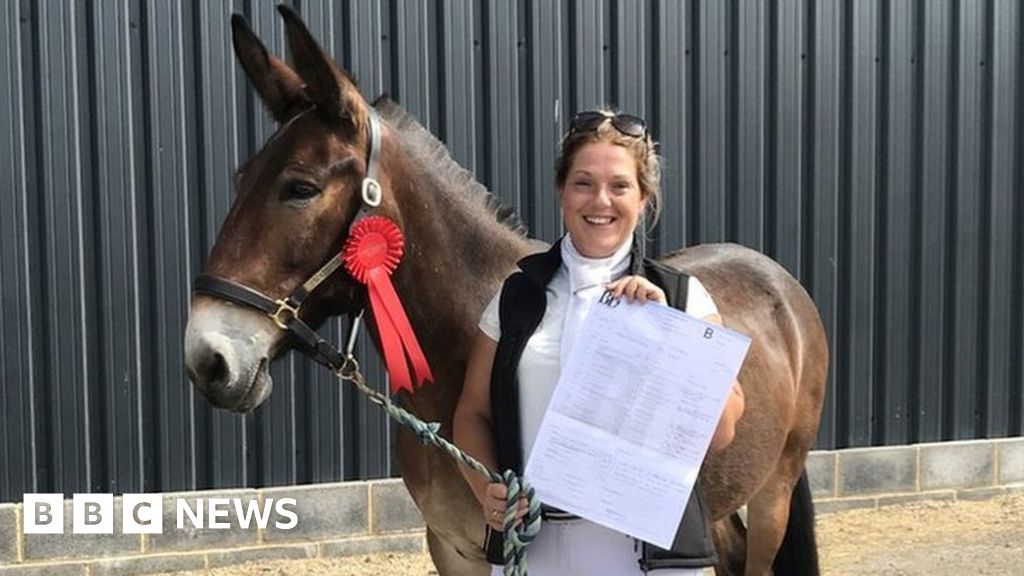 Mule dressage under threat from international body