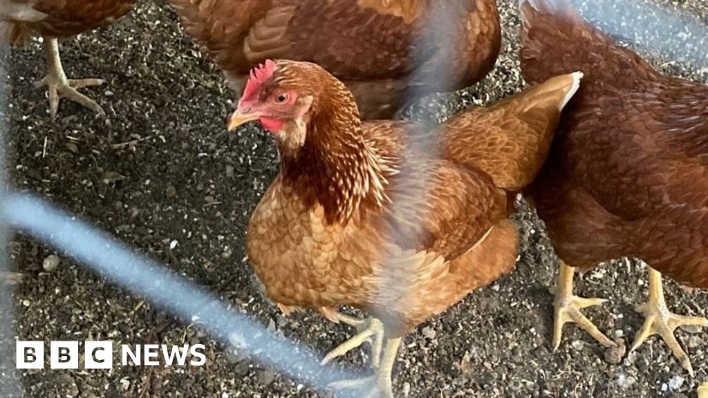 Bird flu confirmed in dead chicken in Alderney - BBC News