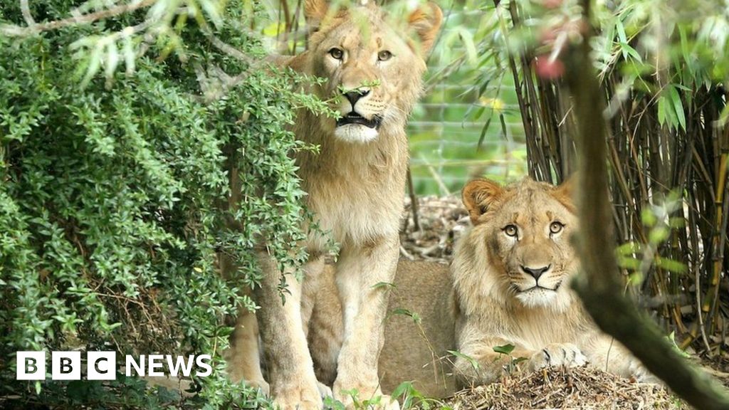 German lion escape: Sad end in Leipzig zoo - BBC News