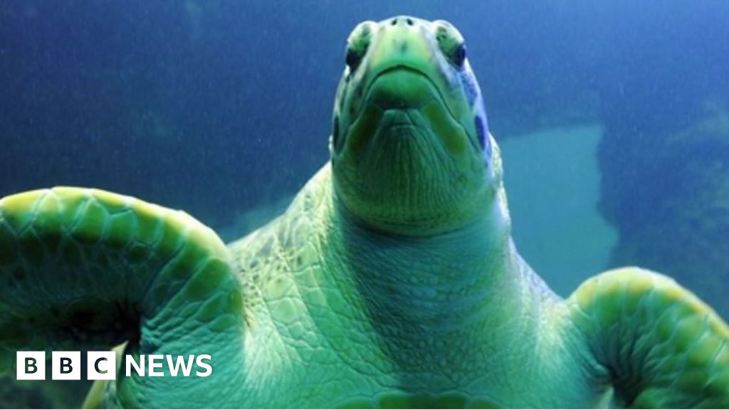 'Oldest' turtle, 80, returns to Blackpool after 15 years - BBC News