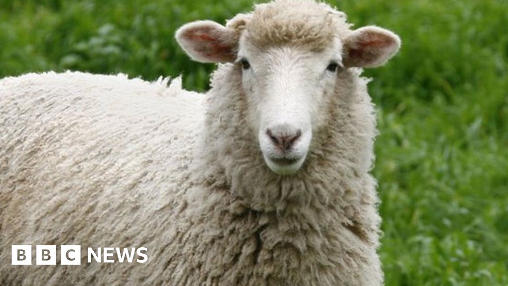 Sheep disease MV detected in Northern Ireland - BBC News