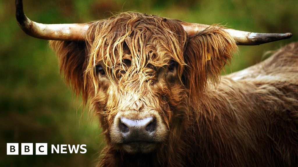 Free-roaming cattle could return to Plockton - BBC News