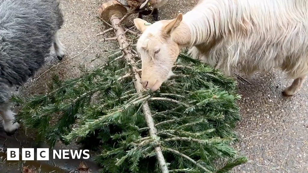 London farm animals love eating tasty old Christmas trees - BBC News