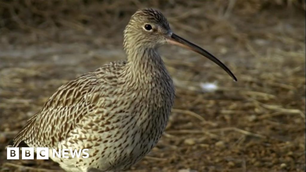 500-mile walk by Staffordshire bird lover to save curlew - BBC News