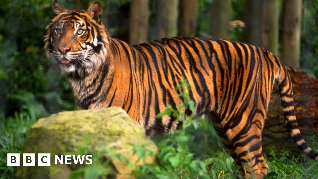 Tiger shot in Paris after roaming streets - BBC News