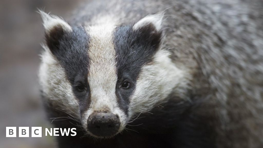 Nottinghamshire charity's anger at cuts to badger vaccination cash ...
