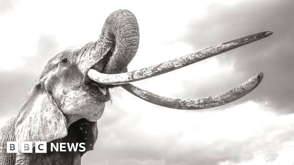 Last photos of Kenya's 'elephant queen' - BBC News