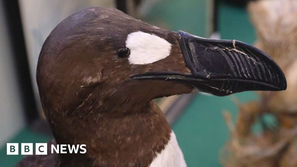 Giant extinct great auk replica sells for £25,000 - BBC News