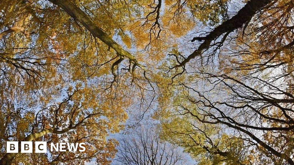 Public asked to help shape England's tree planting strategy - BBC News