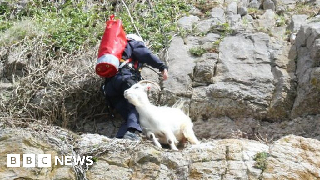 Trapped goat rescued from Llandudno cliff ledge - BBC News